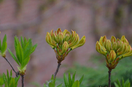 "Yellow Azalea" Images – Browse 491 Stock Photos, Vectors, and Video ...