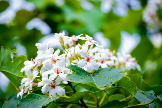 "Tung Tree"-Bilder: Stock-Fotos & -Videos. | Adobe Stock