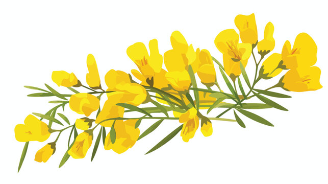 "Spanish Broom" Images – Browse 407 Stock Photos, Vectors, and Video ...