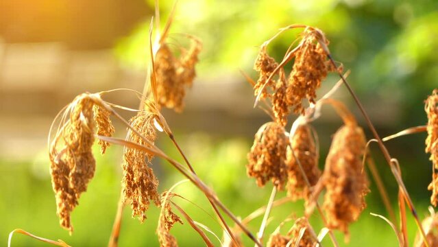 Bullrush Images – Browse 58,266 Stock Photos, Vectors, and Video ...