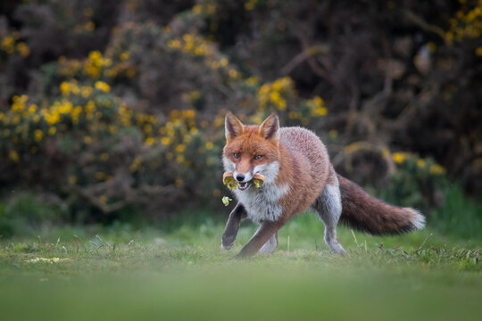 Caniforms-Bilder: Stock-Fotos & -Videos. | Adobe Stock