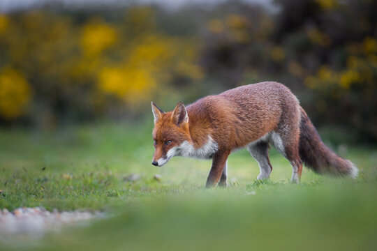 Caniforms Bilder – Durchsuchen 4,733 Archivfotos, Vektorgrafiken und ...
