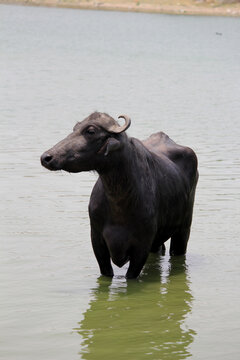 "Water Ox"-Bilder: Stock-Fotos & -Videos. | Adobe Stock