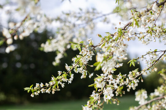 "Flowering Plum" Images – Browse 2,002 Stock Photos, Vectors, and Video ...