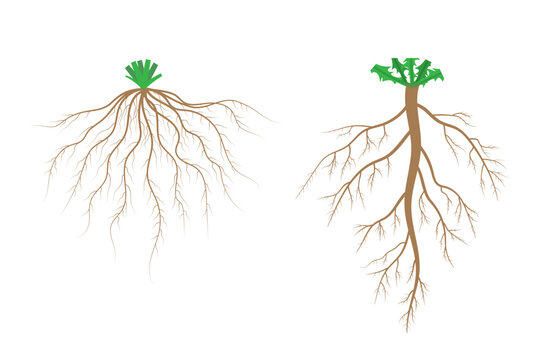 Imágenes de "Root System": descubre bancos de fotos, ilustraciones ...