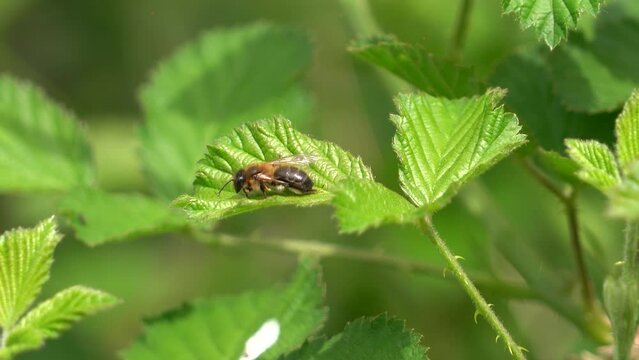 Leef Images – Browse 488 Stock Photos, Vectors, and Video | Adobe Stock