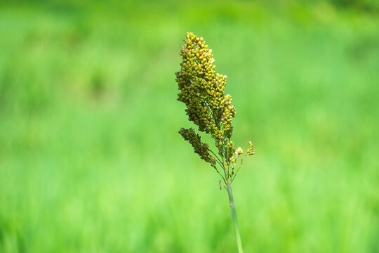 "Guinea Corn" Images – Browse 925 Stock Photos, Vectors, and Video ...