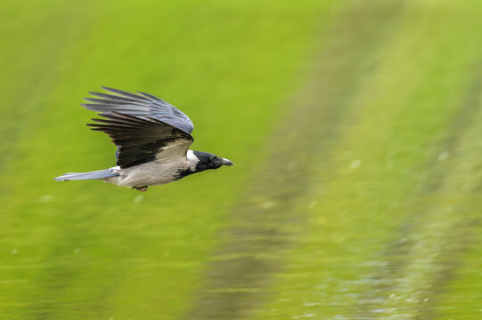 "Hooded Crow"-Bilder: Stock-Fotos & -Videos. | Adobe Stock
