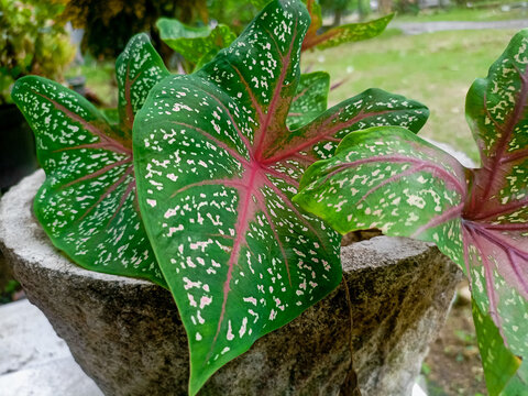 "Caladium Bicolor" Images – Browse 12,225 Stock Photos, Vectors, and ...