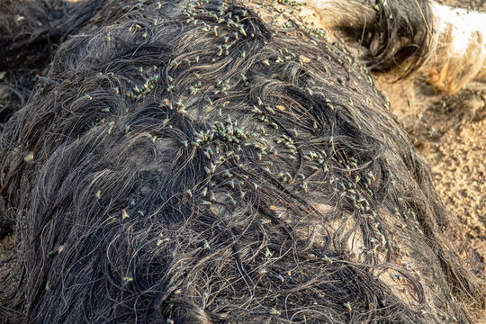 "Animal Corpse" Images – Browse 53 Stock Photos, Vectors, and Video ...