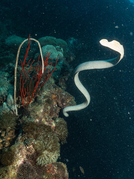 "Sea Snake" Images – Browse 2,214 Stock Photos, Vectors, and Video ...