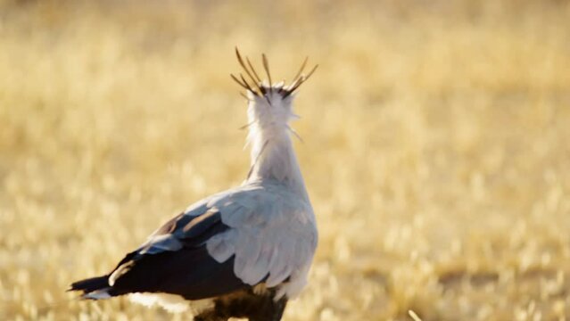 "Sagittarius Serpentarius" Images – Browse 5,498 Stock Photos, Vectors ...