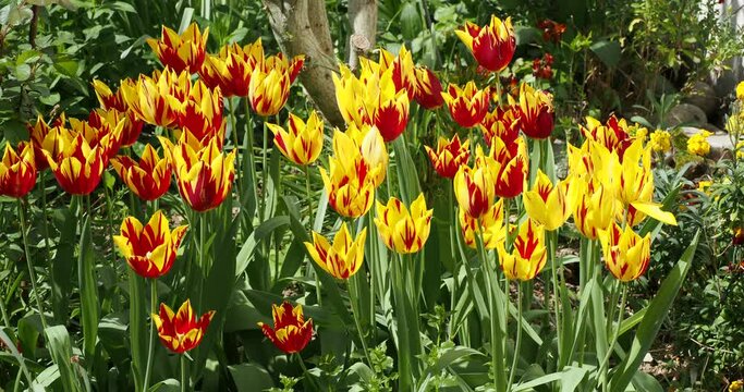 "Fire Wings" Images – Browse 275 Stock Photos, Vectors, and Video ...