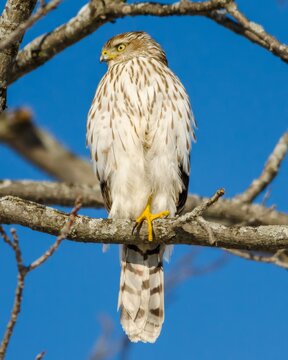 "Cooper Hawk" Images – Browse 2,087 Stock Photos, Vectors, and Video ...