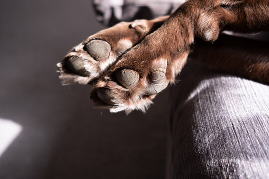 "Dog Paws" Images – Browse 1,876 Stock Photos, Vectors, and Video ...