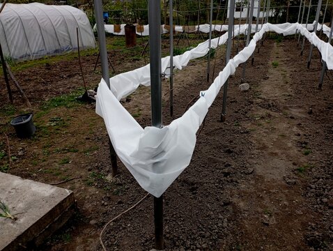 "Table Grape" Images – Browse 6,076 Stock Photos, Vectors, and Video ...