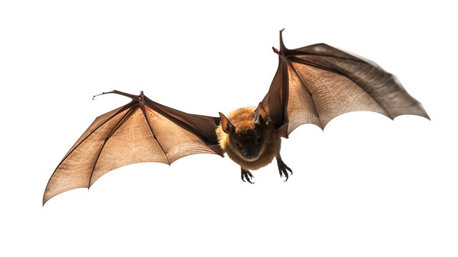 Little Brown Bat Images – Browse 1,375 Stock Photos, Vectors, and Video ...