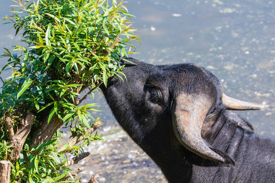 "Water Ox"-Bilder: Stock-Fotos & -Videos. | Adobe Stock