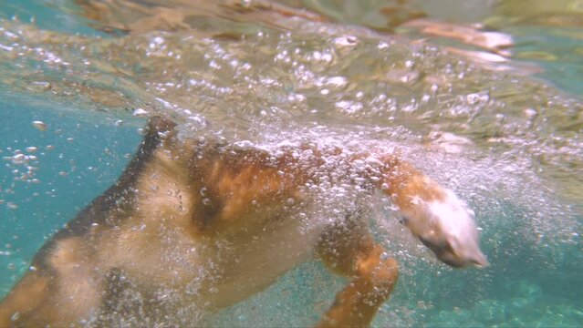 Underwater Dog Images – Browse 15,264 Stock Photos, Vectors, and Video ...