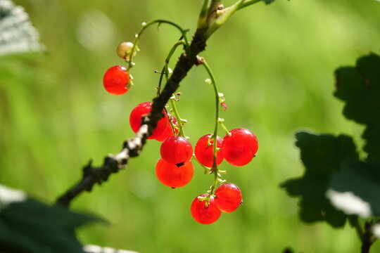 "Rote Johannisbeeren" Images – Browse 1,449 Stock Photos, Vectors, and ...