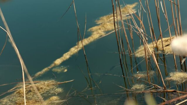 "Emergent Plants" Images – Browse 51 Stock Photos, Vectors, and Video ...