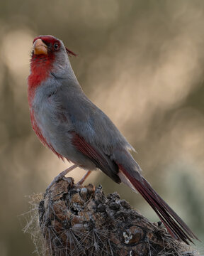 "Desert Cardinal" Images – Browse 275 Stock Photos, Vectors, and Video ...