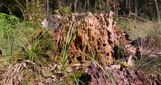 "Rotten Stump" Images – Browse 194 Stock Photos, Vectors, and Video ...