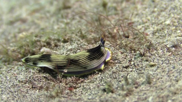 Rhinophores Images – Browse 800 Stock Photos, Vectors, and Video ...