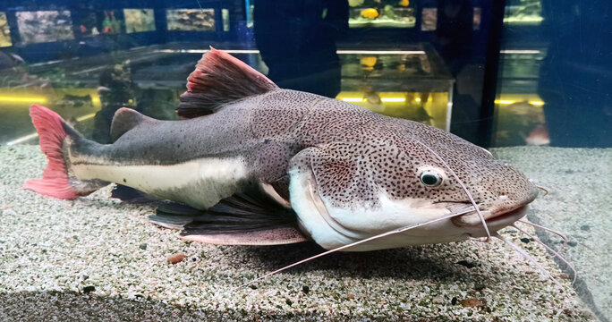 "Ray-Finned Fish" Images – Browse 8,522 Stock Photos, Vectors, and ...