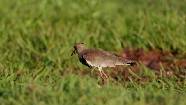"Southern Lapwing" Images – Browse 2,021 Stock Photos, Vectors, and Video | Adobe Stock