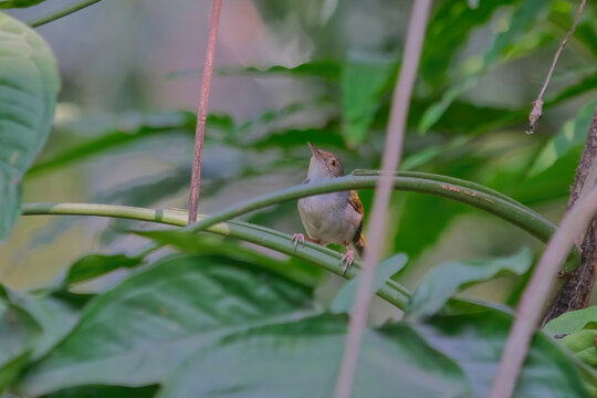 "Tailor Bird" Images – Browse 1,415 Stock Photos, Vectors, and Video ...