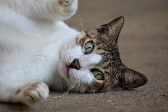 "Cat Selfie" Images – Browse 94 Stock Photos, Vectors, and Video ...