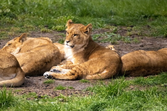 Lowen-Bilder: Stock-Fotos & -Videos. | Adobe Stock