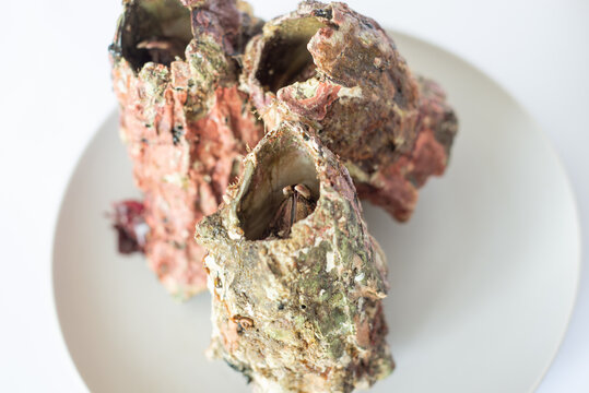 Picoroco Images – Browse 24 Stock Photos, Vectors, and Video | Adobe Stock