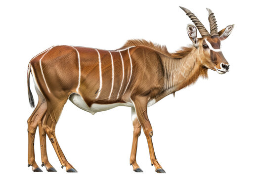 Bongo Antelope Images – Browse 1,273 Stock Photos, Vectors, and Video ...