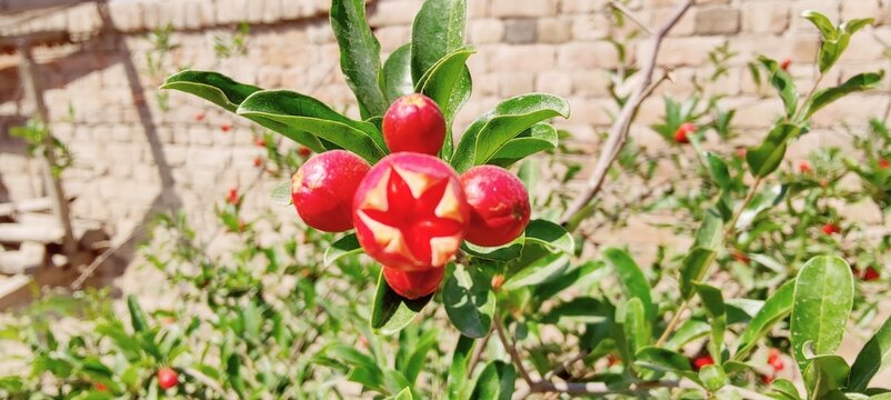 Anar-Bilder: Stock-Fotos & -Videos. | Adobe Stock