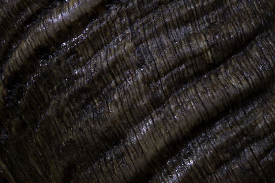 Horn Texture Images – Browse 40,713 Stock Photos, Vectors, and Video ...