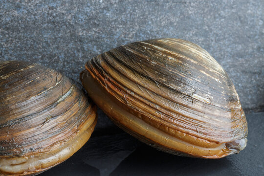 "Surf Clam" Images – Browse 787 Stock Photos, Vectors, and Video ...