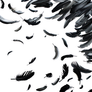 Feathers Falling Transparent Images – Browse 3,284 Stock Photos ...