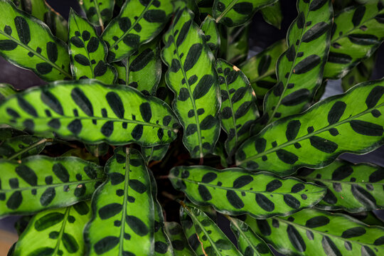 รูปภาพ"Maranta – เลือกดูภาพถ่ายสต็อก เวกเตอร์ และวิดีโอ6,877 | Adobe Stock