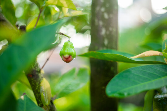 Pommerac Images – Browse 1,353 Stock Photos, Vectors, and Video | Adobe ...