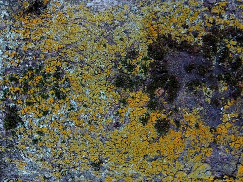 「Forrest Texture」の写真素材 | 10,267件の無料イラスト画像 | Adobe Stock
