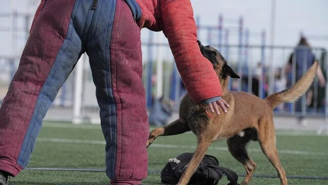 "Attack Dog" Images – Browse 2,141 Stock Photos, Vectors, and Video ...