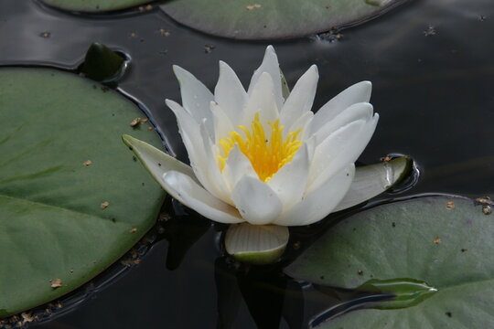 "Nymphaea Alba" Images – Browse 9,252 Stock Photos, Vectors, and Video ...