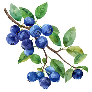 Blueberry Clipart