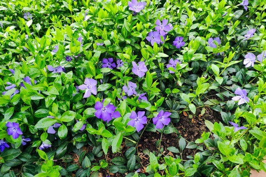 "Creeping Myrtle"-Bilder: Stock-Fotos & -Videos. | Adobe Stock