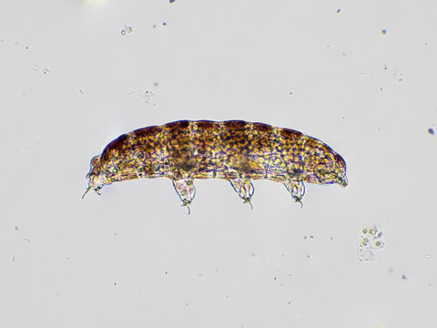 phylum tardigrada
