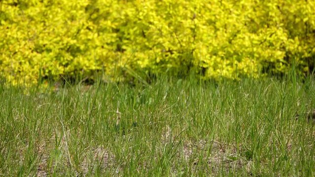 Lark Flying Images – Browse 6,619 Stock Photos, Vectors, and Video ...