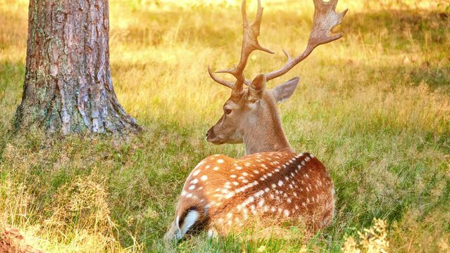 "Sika Deer" Images – Browse 22,603 Stock Photos, Vectors, and Video ...