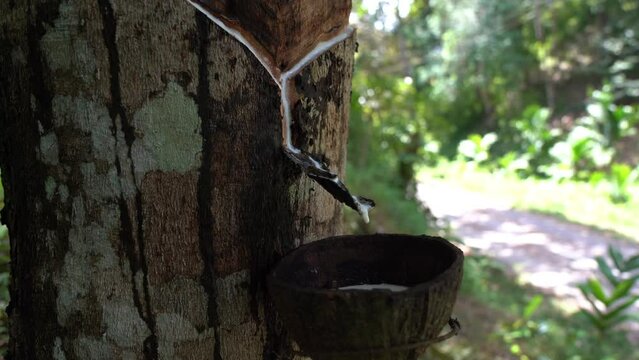 "Rubber Tree Plantation" Images – Browse 12,865 Stock Photos, Vectors ...